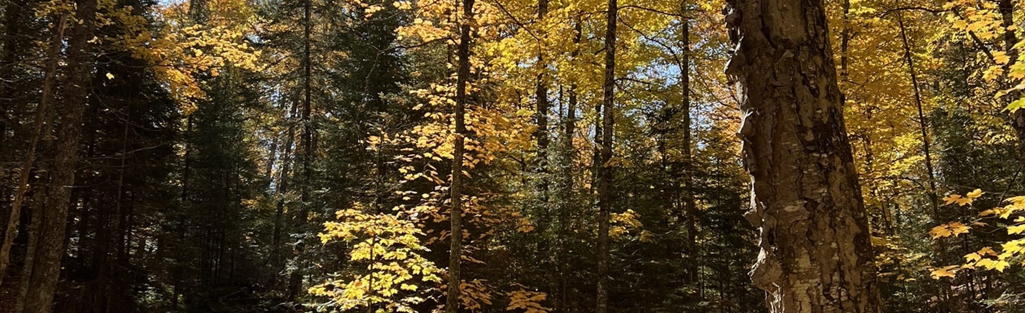 Fern Ridge, Wisconsin - 53 Reviews, Map | AllTrails