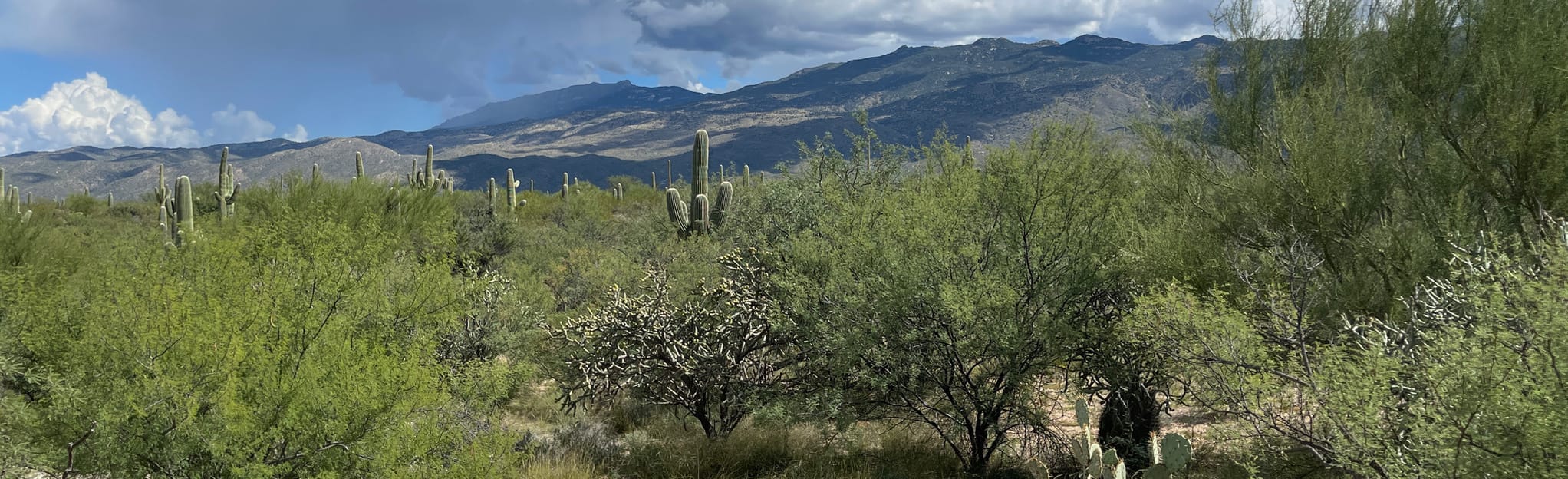 Shantz and Mica View Trail, Arizona - 218 Reviews, Map | AllTrails