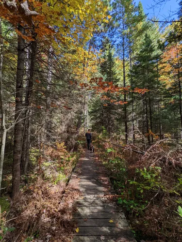 Best 10 Hiking Trails in Au Sable State Forest | AllTrails