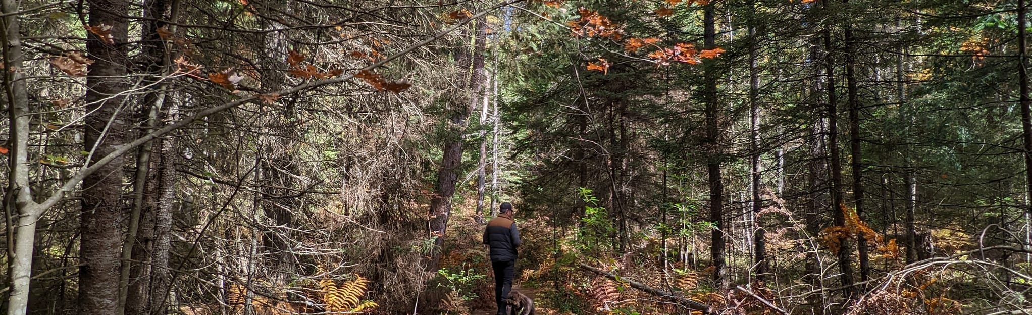 Lost Twin Lakes Pathway | Map, Guide - Michigan | AllTrails