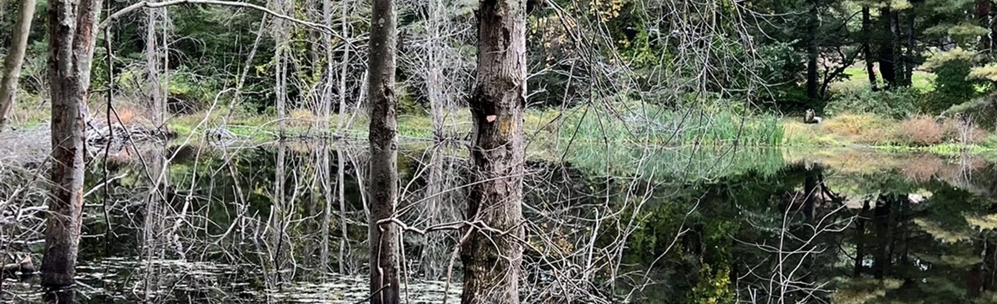 Boehm Pond Loop: 10 Reviews, Map - Connecticut | AllTrails