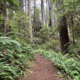Miner's Ridge Trail, Clintonia Trail, and Gold Bluffs Beach Loop ...