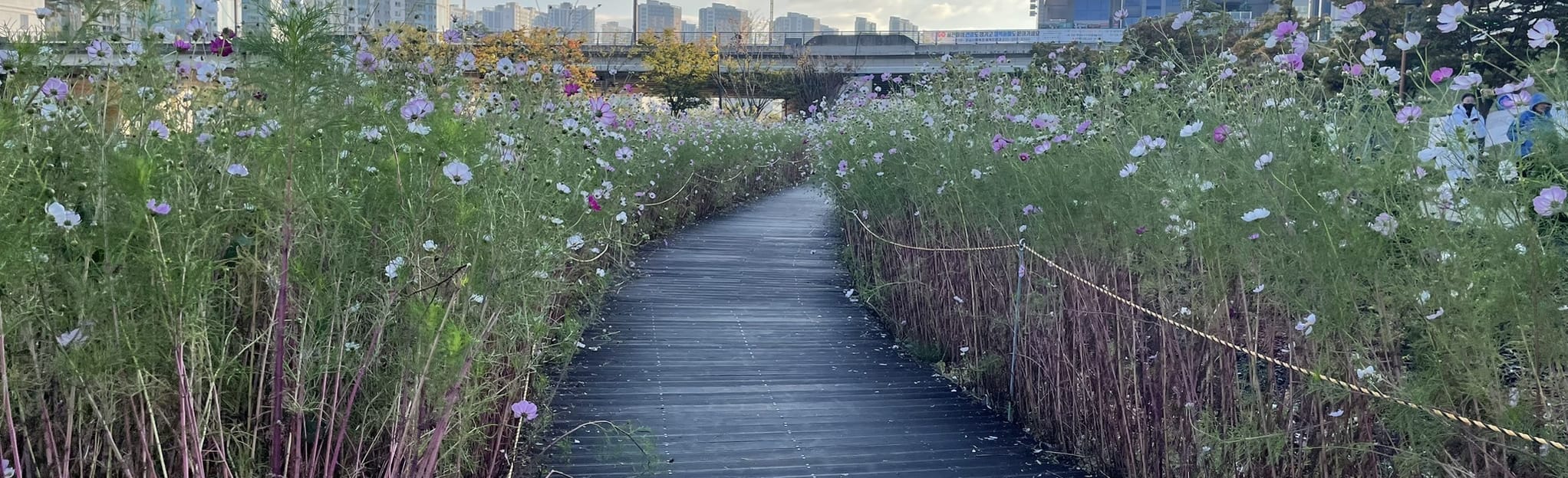 Dongtan Lake Park: 9 Reviews, Map - Gyeonggi-do, South Korea | AllTrails