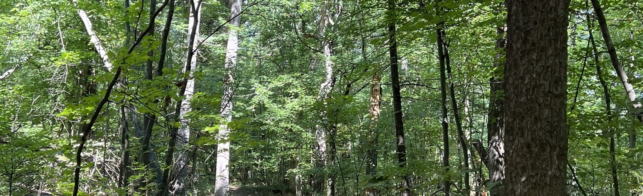 Rocky Arbor Loop | Map, Guide - Wisconsin | AllTrails