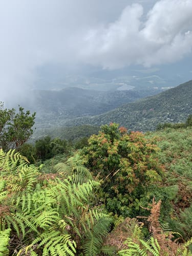 2023 Best Forest Trails in Gunung Ledang National Park | AllTrails