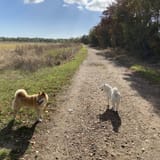 Fingringhoe Wick Wildlife Reserve Walk, Essex, England - 54 Reviews ...