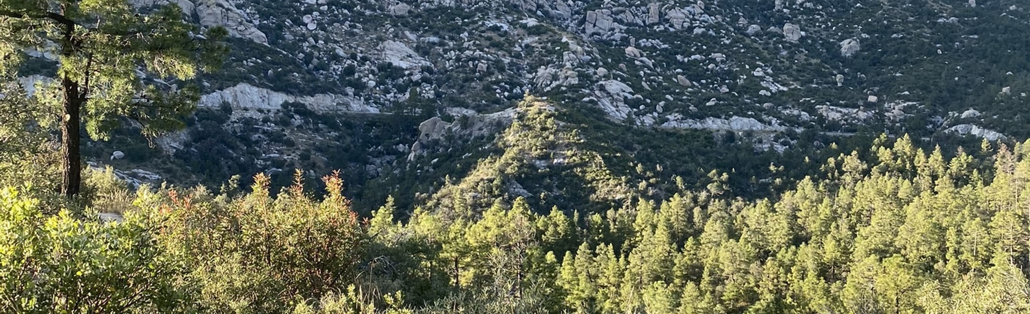 Bug Springs Trail: 559 Reviews, Map - Arizona | AllTrails