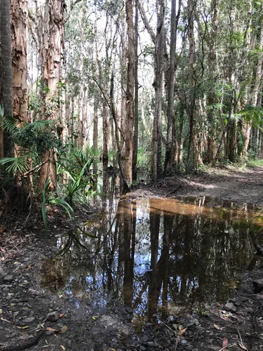 Best Hikes and Trails in Bongil Bongil National Park | AllTrails