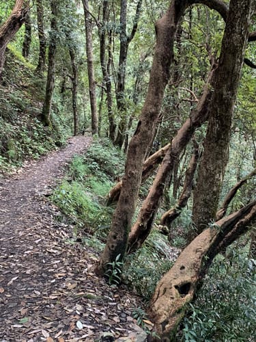 2023 Best Forest Trails in Shimla | AllTrails