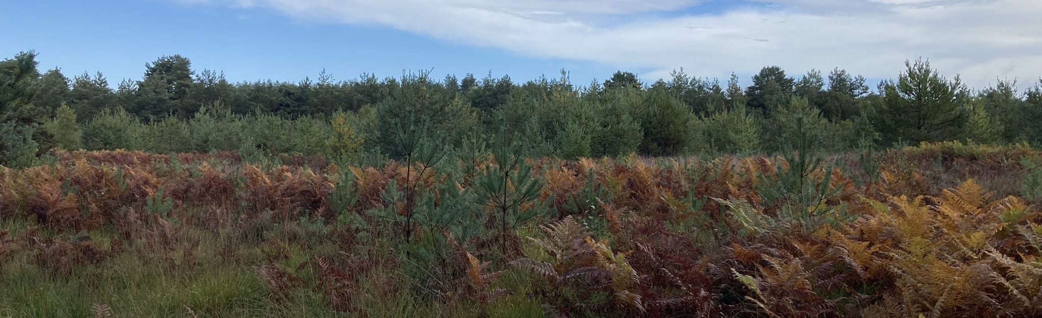 Ludshott Common and Waggoner's Wells Circular - Surrey, England | AllTrails