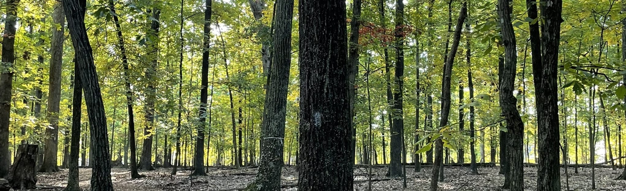 Hal and Berni Hanson Park Loop | Map, Guide - Virginia | AllTrails