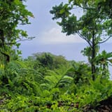 Mount 'Alava Trail, Tutuila, American Samoa - 33 Reviews, Map | AllTrails