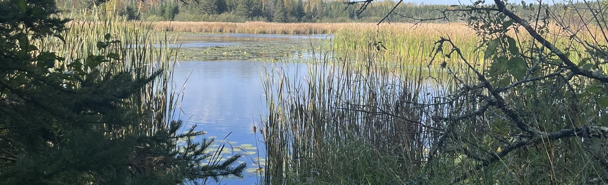 Wildlife Pond Loop | Mappa, Guida - Minnesota | AllTrails