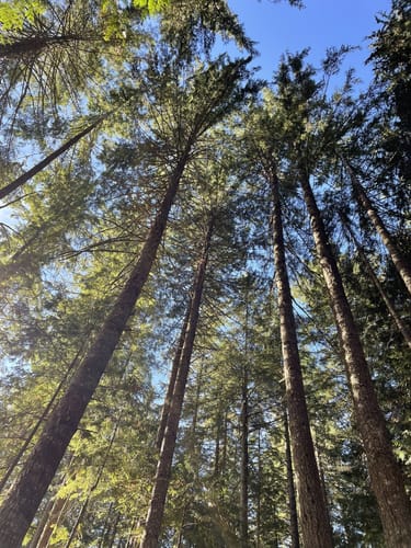 Best Hikes and Trails in Cat Lake Recreation Site | AllTrails