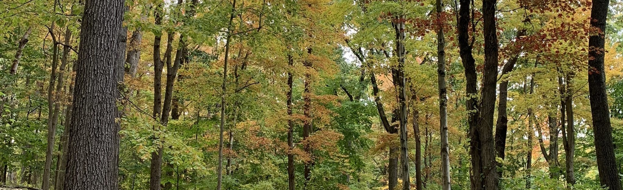 Spring Beauty Trail Loop: 227 Reviews, Map - Pennsylvania | AllTrails