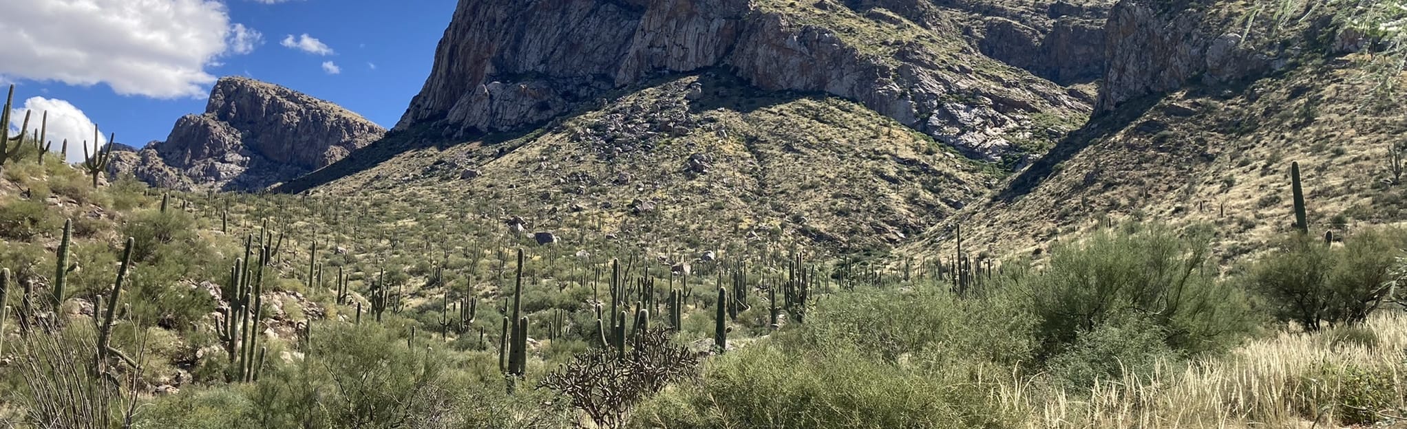 Linda Vista Short Loop: 1.636 fotos - Arizona | AllTrails