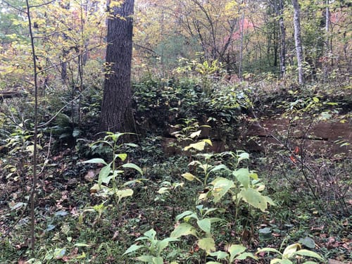 Best Hikes and Trails in Salthouse Branch Park | AllTrails
