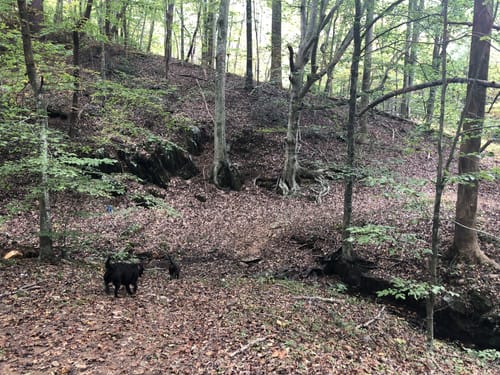 Best Hikes and Trails in Salthouse Branch Park | AllTrails