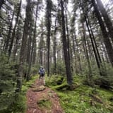 Red Spruce Knob, West Virginia - 196 Reviews, Map | AllTrails