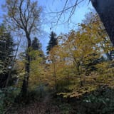 Red Spruce Knob, West Virginia - 196 Reviews, Map | AllTrails