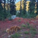 Twisp Pass Trail, Washington - 33 Reviews, Map | AllTrails