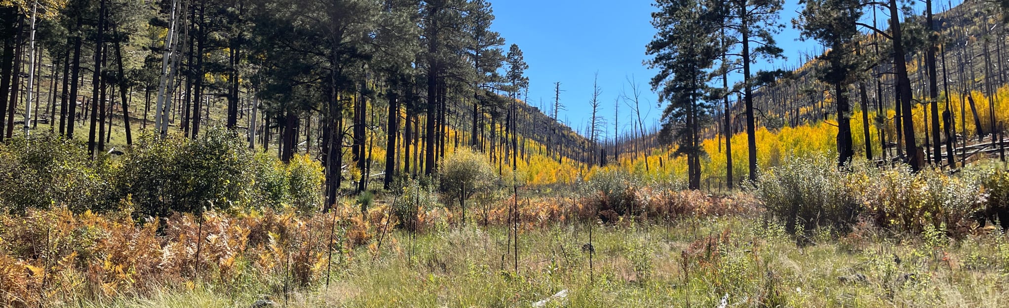 Butler Canyon Trail, Arizona - 178 Reviews, Map | AllTrails