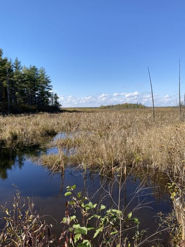 Best Hikes and Trails in Limerick Forest North | AllTrails