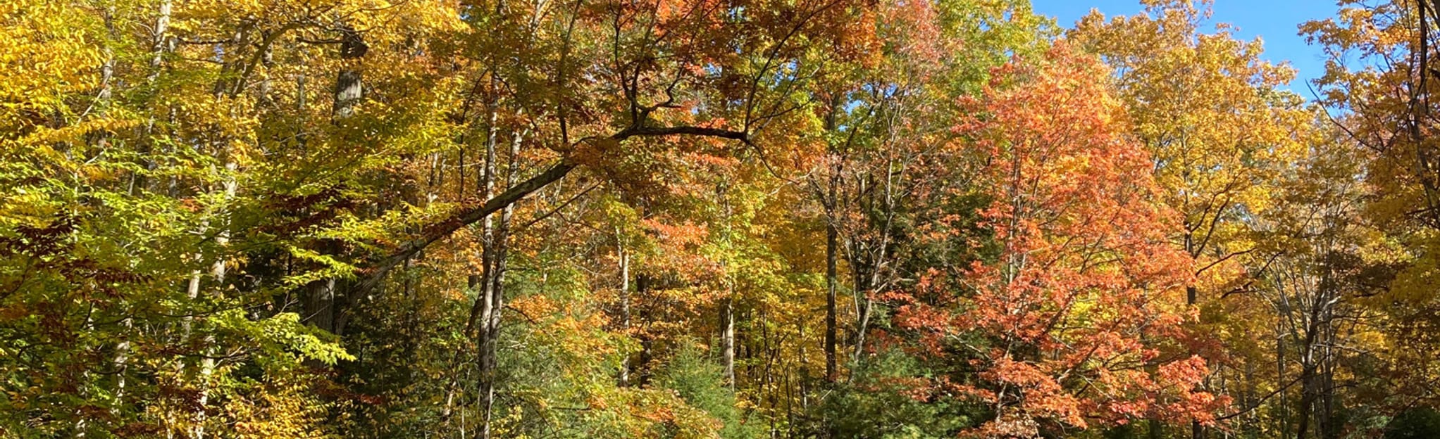 Tanbark Trail: 125 Reviews, 186 Photos, Map - Pennsylvania | AllTrails