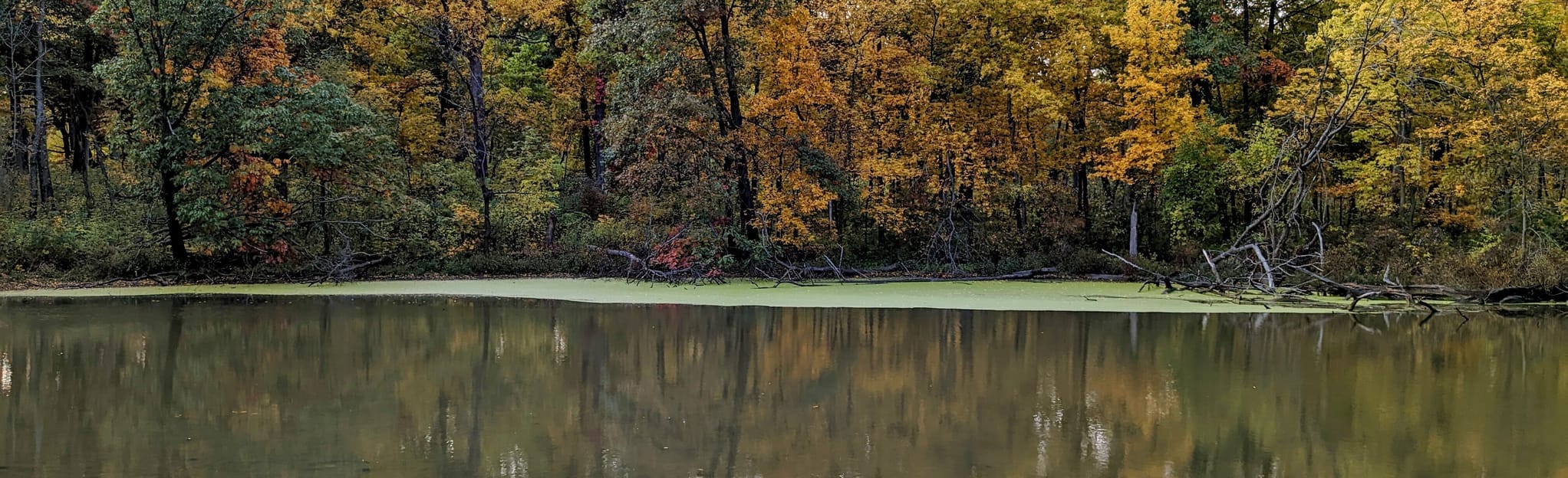 Greene Valley Forest White Oak Loop: 518 fotos - Illinois | AllTrails