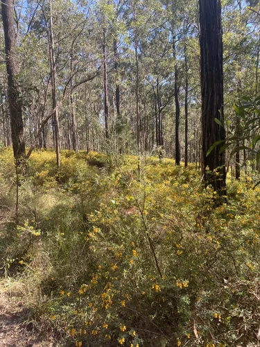 10 Best Walking Trails in Daisy Hill Conservation Park | AllTrails