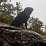 Manning Trail, New Hampshire - 172 Reviews, Map | AllTrails