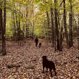 Manning Trail, New Hampshire - 172 Reviews, Map | AllTrails