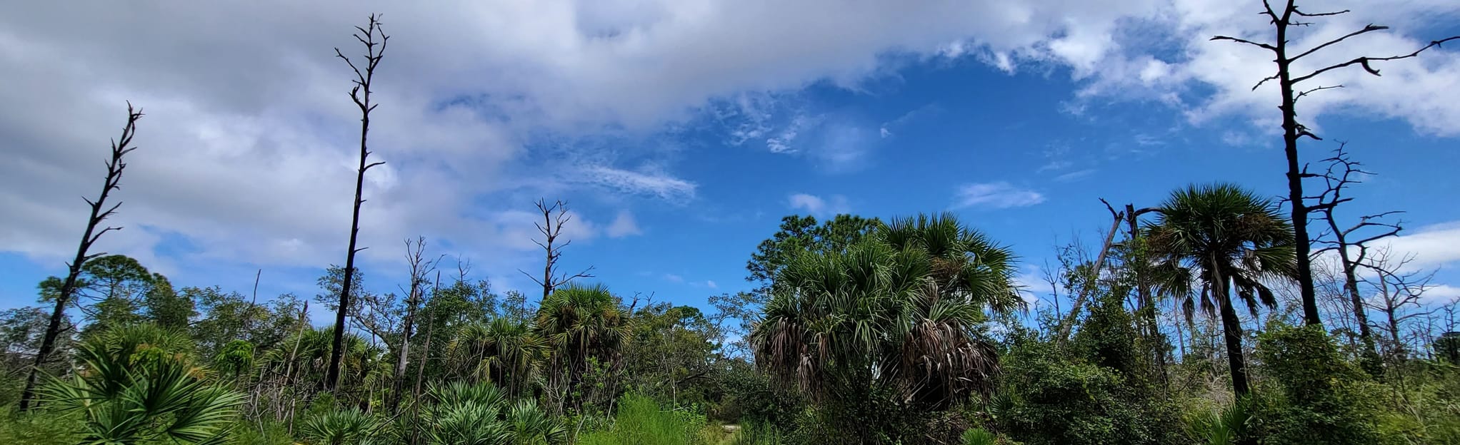 Wickham Park South Loop, Florida - 135 Reviews, Map | AllTrails