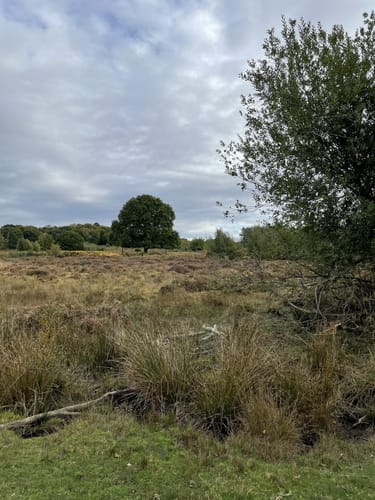 Best Hikes and Trails in Hothfield Common Nature Reserve | AllTrails