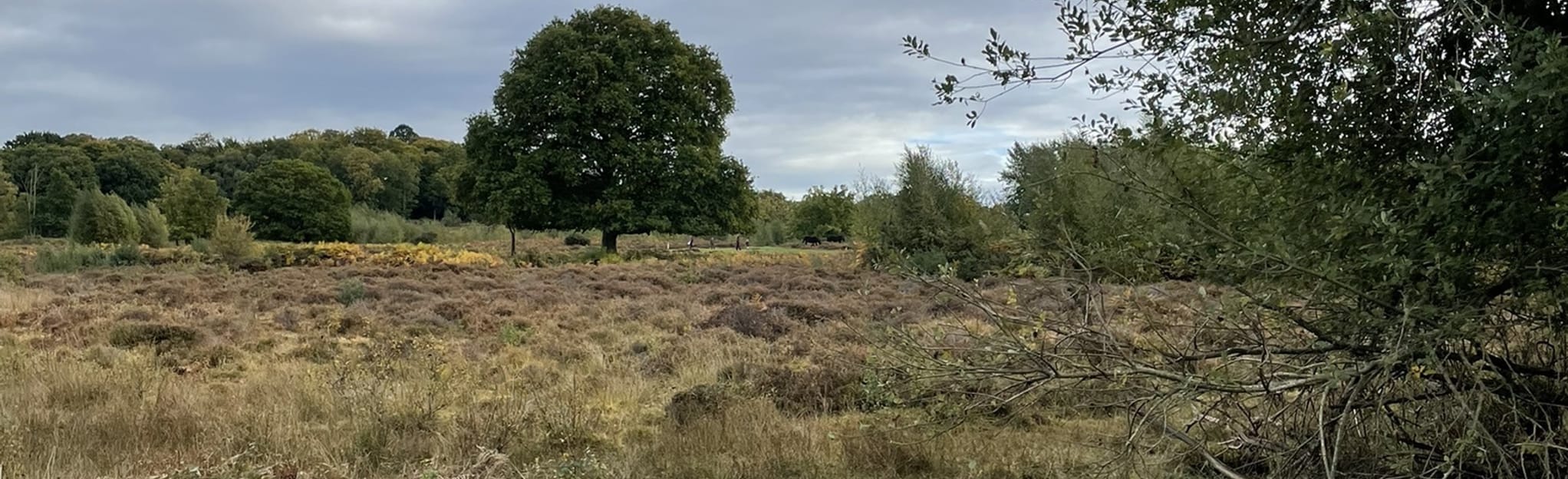 Hothfield Common Circular via the Triangle: 6 Reviews, Map - Kent ...