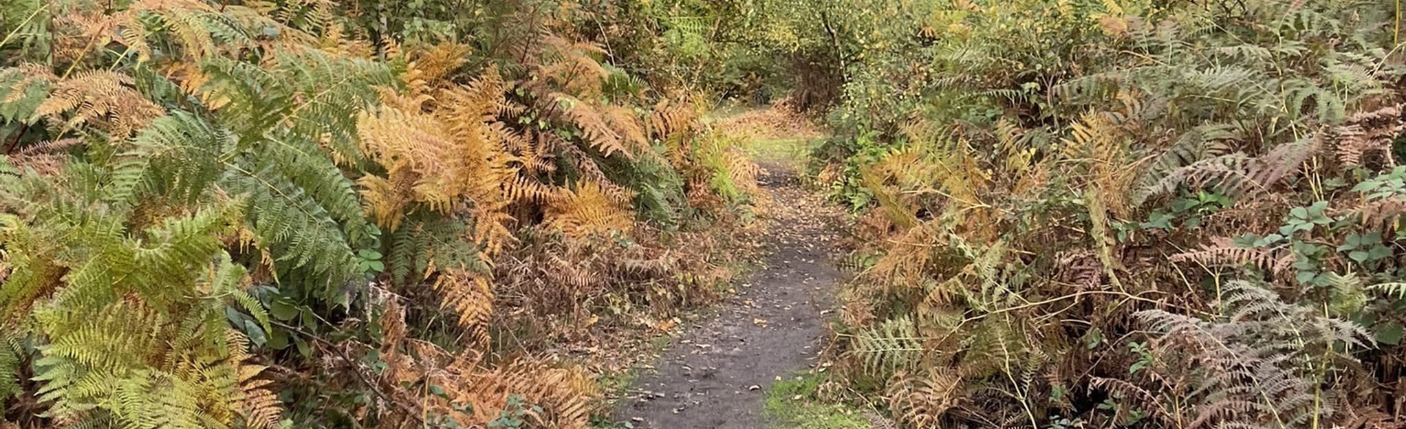 Hothfield Common and Main Bog Circular: 14 Reviews, Map - Kent, England ...