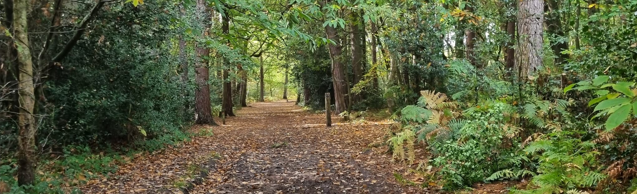 Silchester Common and Pamber Forest Circular: 86 foto's - Berkshire ...