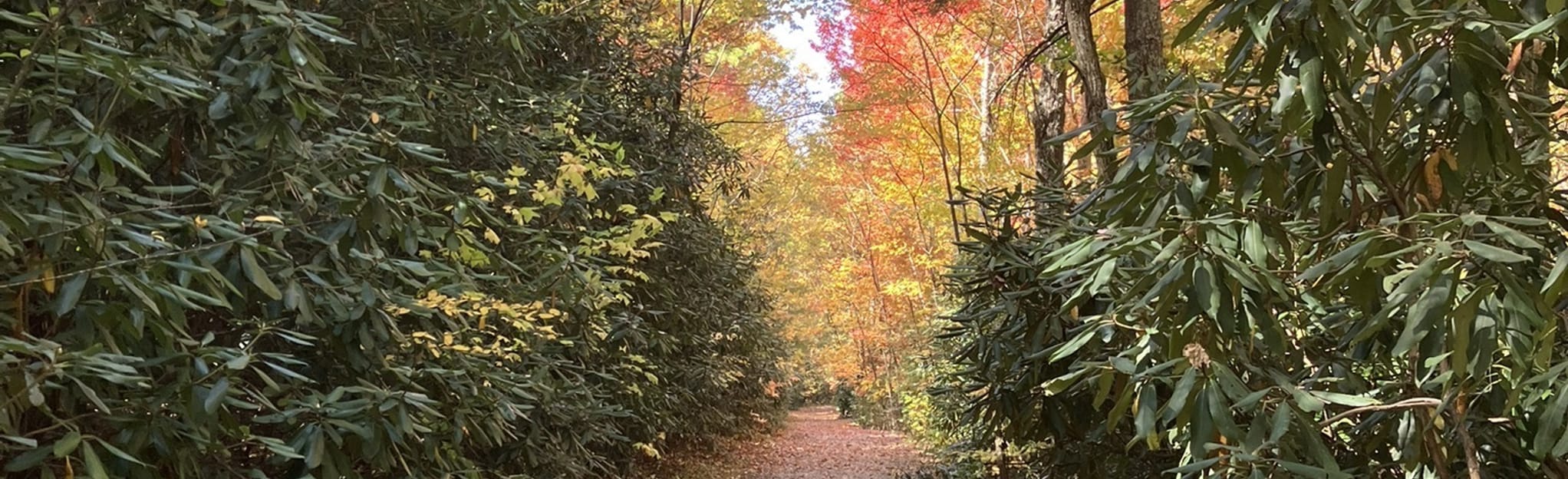 Phillips Hollow, Artie Hollow, and Davis Creek Loop Trail: 9 Reviews ...