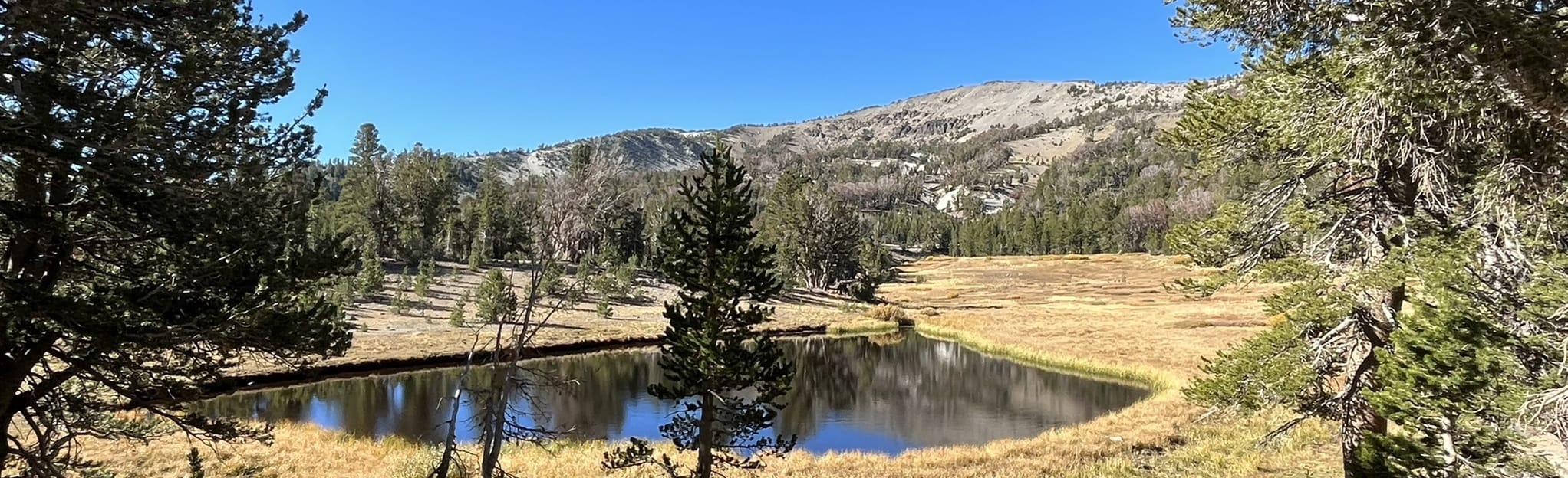 Tamarack Peak Loop: 738 Reviews, Map - Nevada | AllTrails