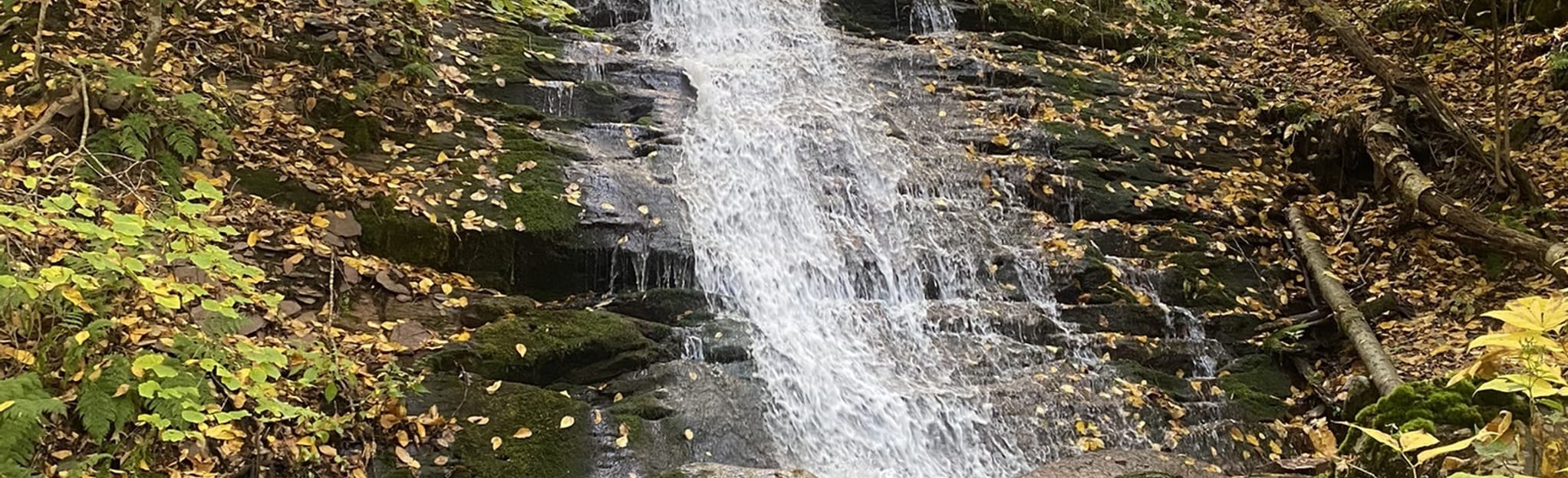 Worthington Douglas Trail, Pennsylvania - 85 Reviews, Map | AllTrails