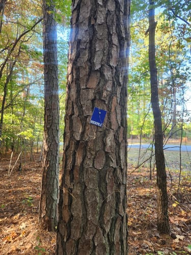 Best Hikes and Trails in Buck Spring Plantation | AllTrails