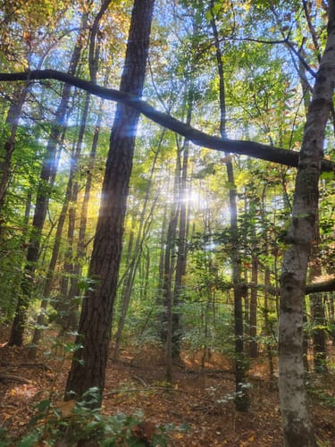 Best Hikes and Trails in Buck Spring Plantation | AllTrails