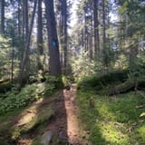 Red Spruce Knob, West Virginia - 184 Reviews, Map | AllTrails