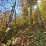 Red Spruce Knob, West Virginia - 184 Reviews, Map | AllTrails