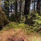 Red Spruce Knob, West Virginia - 196 Reviews, Map | AllTrails