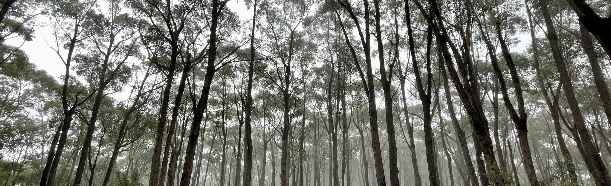 Brittania Creek Caves, Victoria, Australia - 14 Reviews, Map | AllTrails