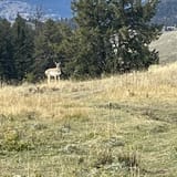 Specimen Ridge and Amethyst Mountain Trails, Montana - 81 Reviews, Map ...