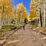 Lockett Meadow Inner Basin Loop, Arizona - 727 Reviews, Map | AllTrails