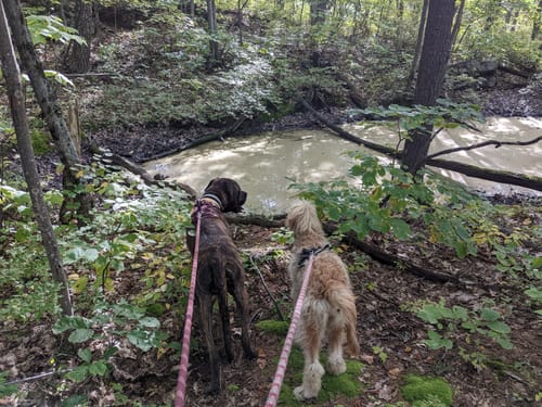 Best Hikes and Trails in Batten Kill State Forest | AllTrails