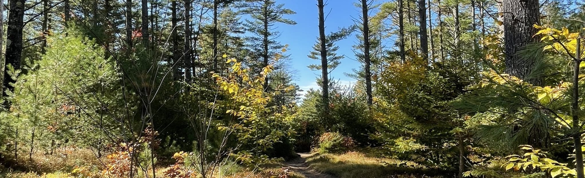 Hemlock and Camp Trail Loop, New Hampshire - 62 Reviews, Map | AllTrails